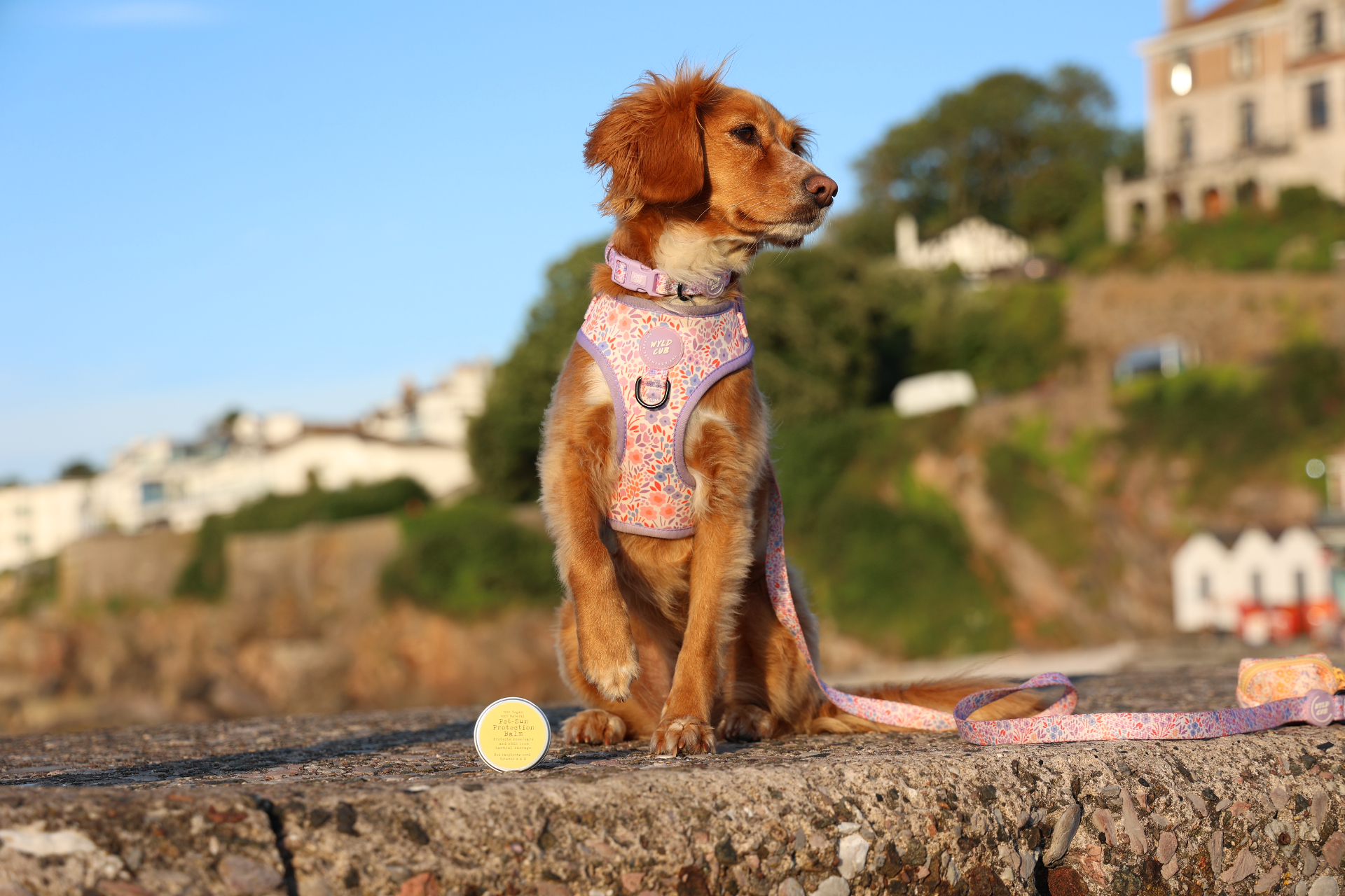 Paws Right There® - Premium QR Pet Tags for Pet Safety